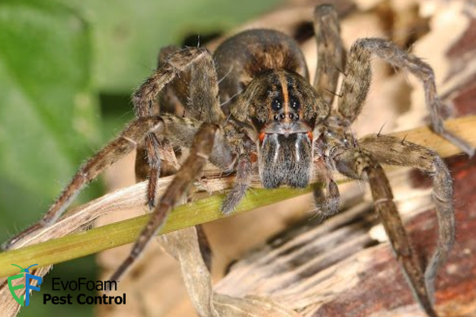 Jumping Spider Bite: Symptoms, Risks & Treatment Tips