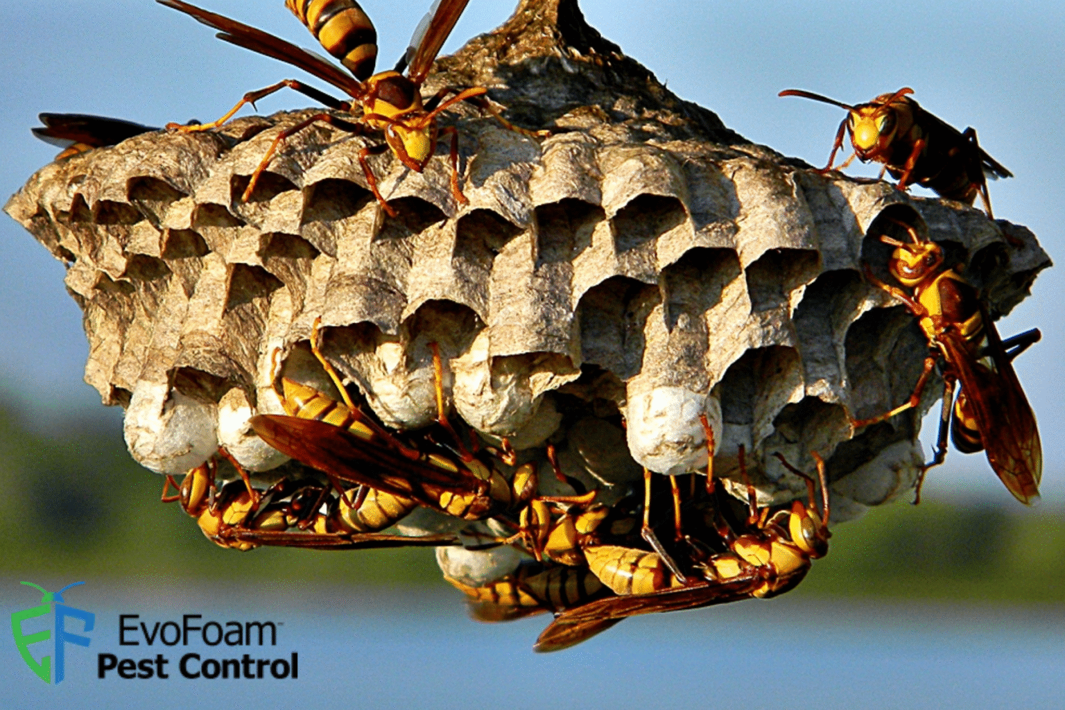 Paper Wasp Nests: What to Know & Why They Matter