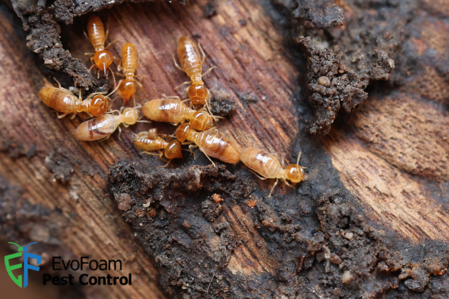 What You Need to Know About a Termite Swarm