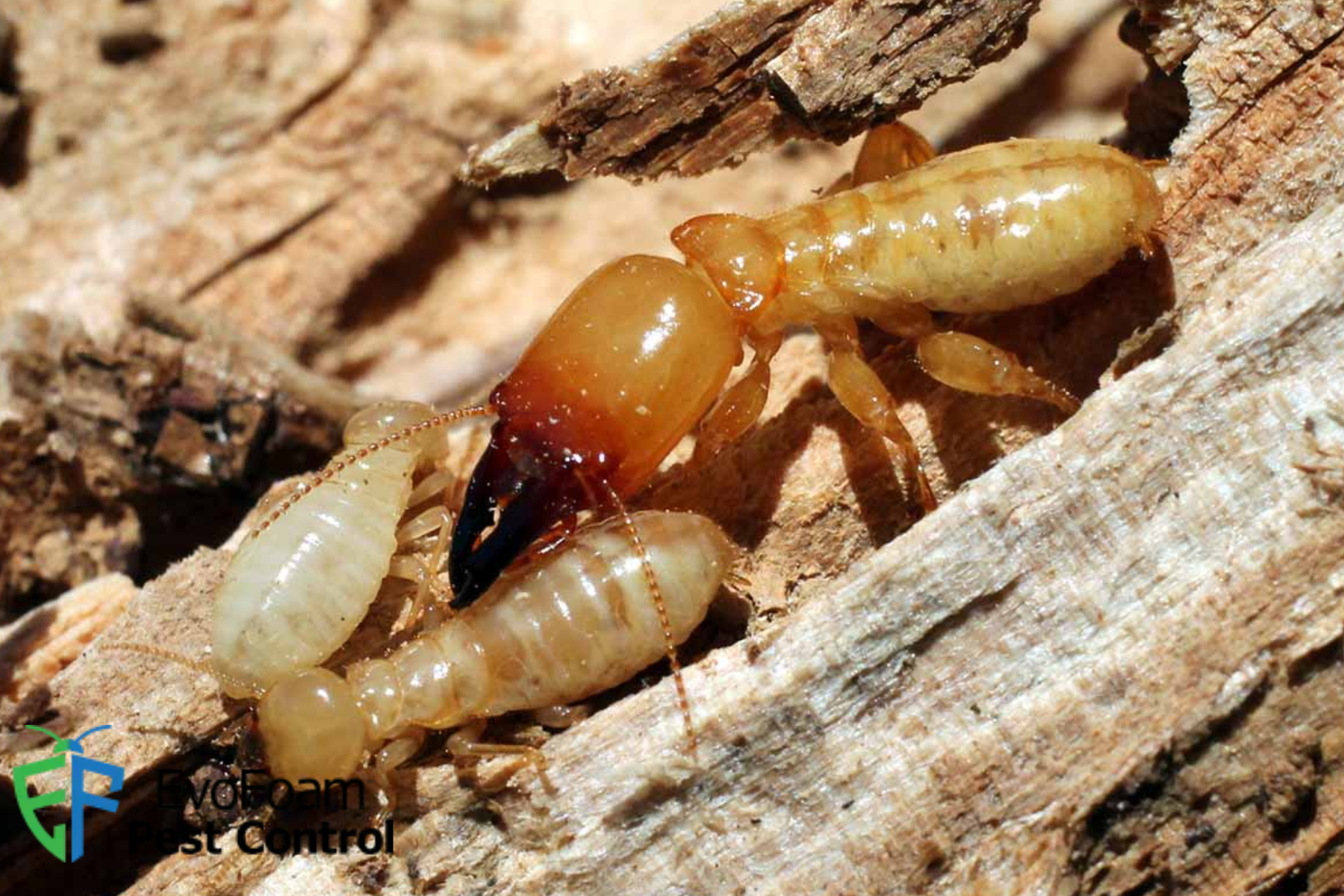 What You Need to Know About a Termite Swarm