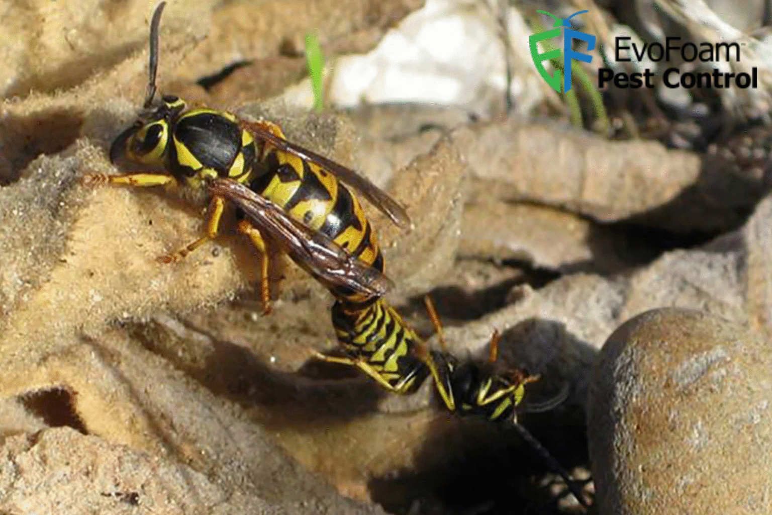 How to Keep Wasps Away: Simple Steps That Work