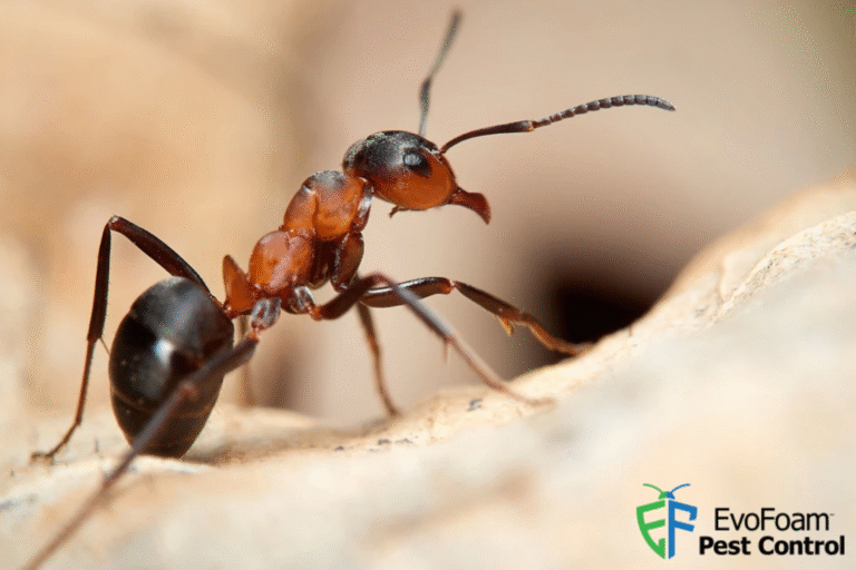 Why Ants Are More Than a Nuisance: Hidden Damage