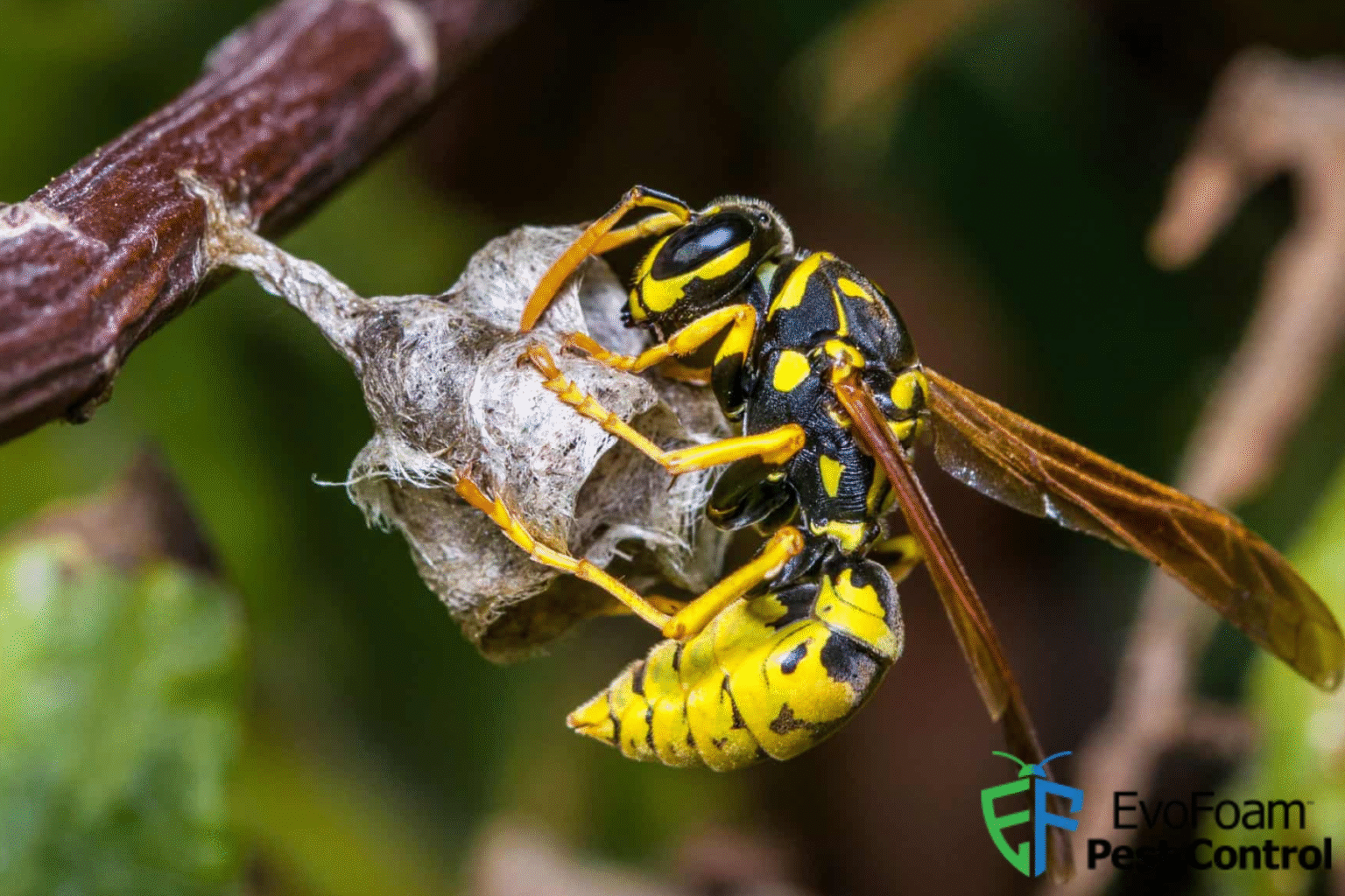 When Wasps Attack: Fast Ways to Eliminate Them