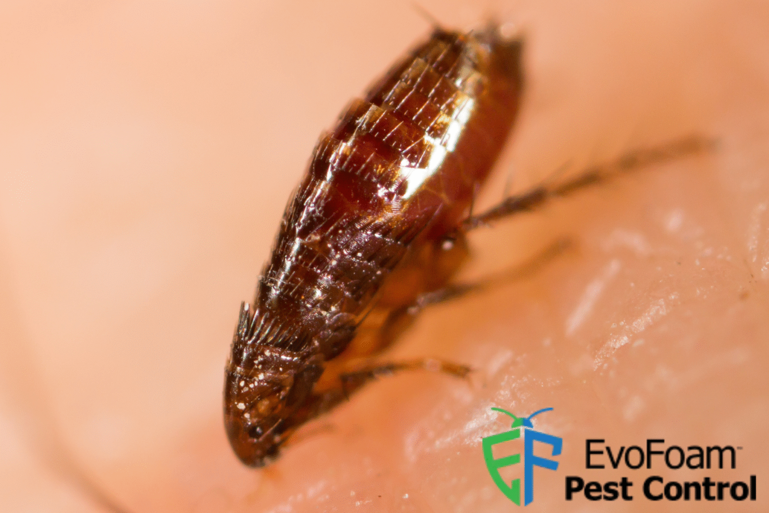 How Long Can Fleas Live Without a Host? Survival Facts