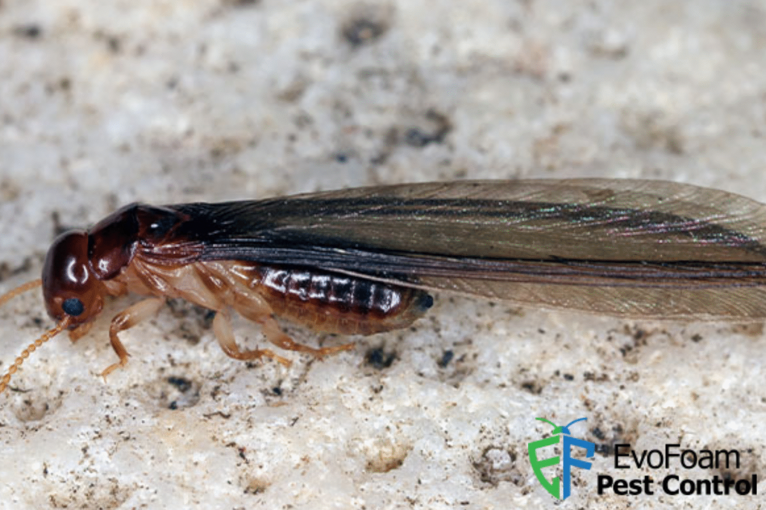 Tips to Prevent Winged Termites in Your Cedar Park Home