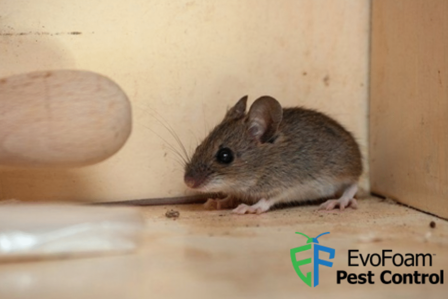 Protect Your Round Rock Home From Rodents: Key Tips